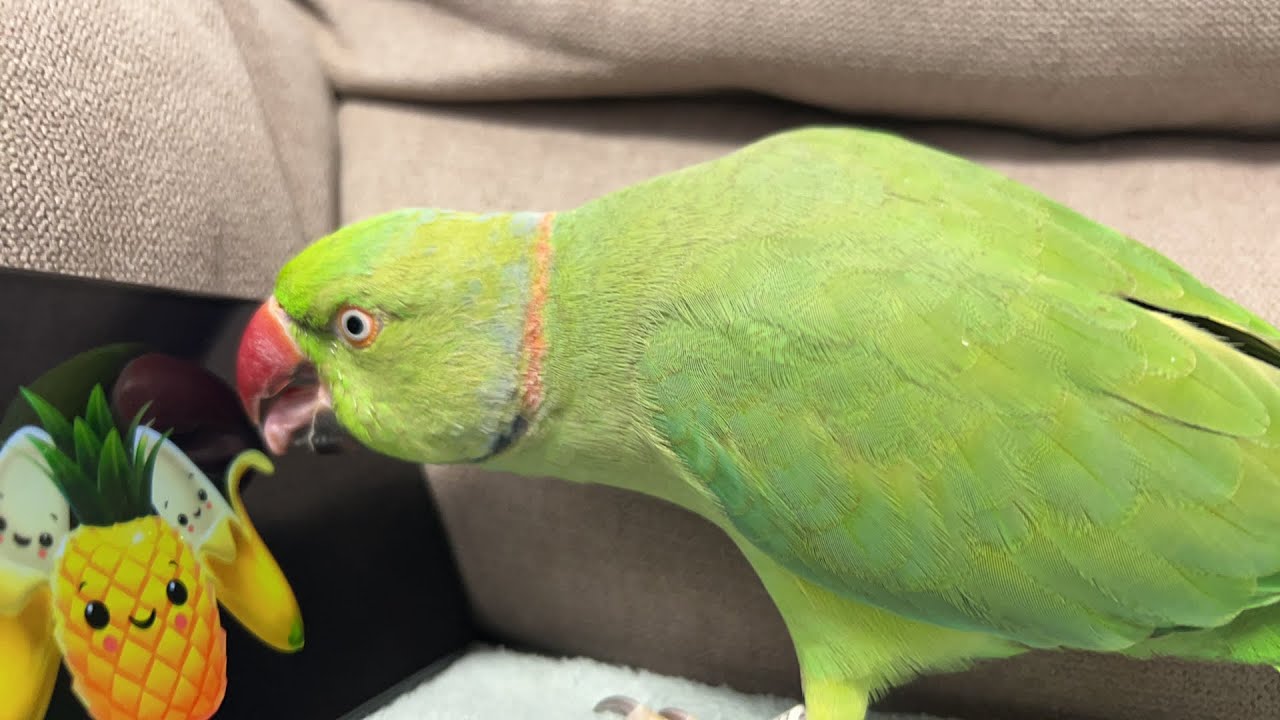 Ari Micul Alexander transmite live! - YouTube