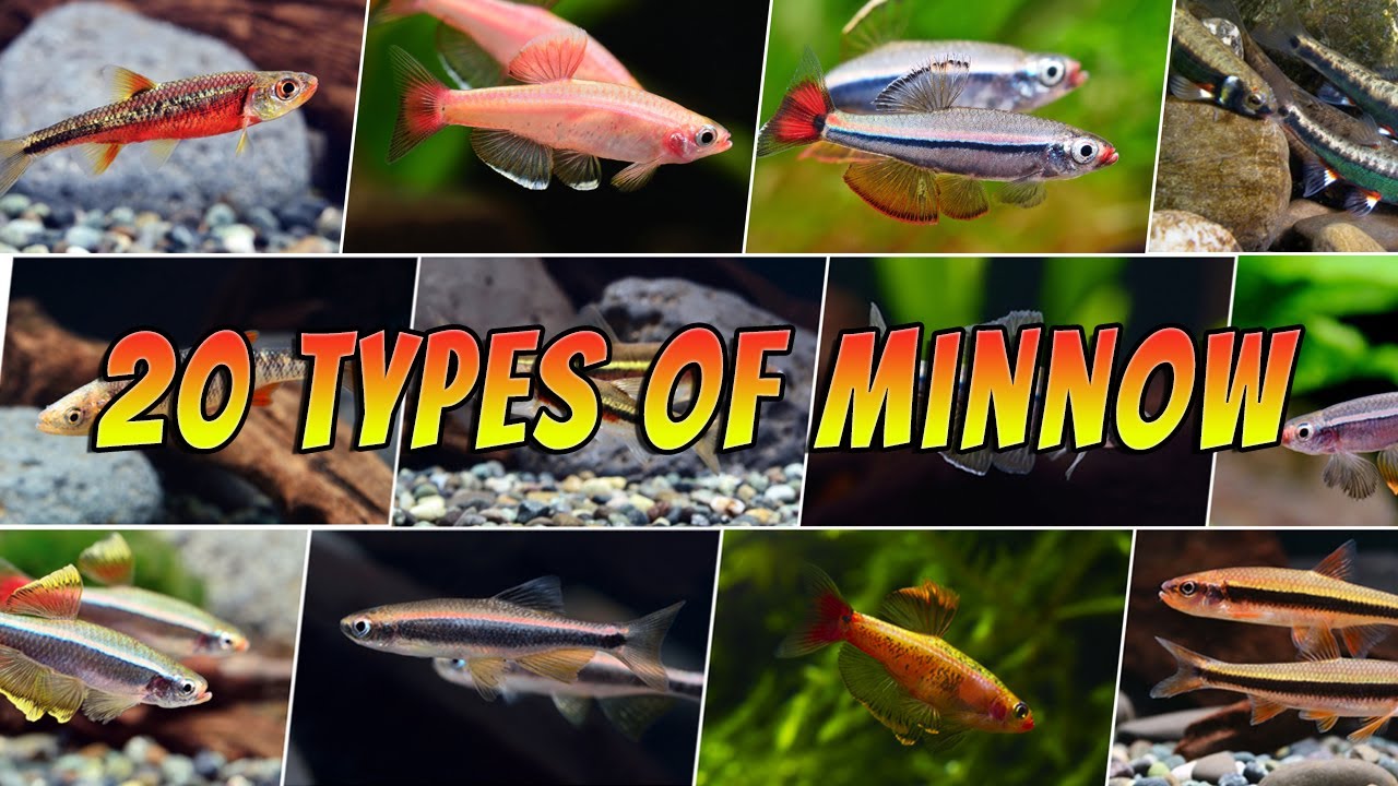 20 Different Types of Minnow Fish Ideas for your Aquarium - Rare and ...