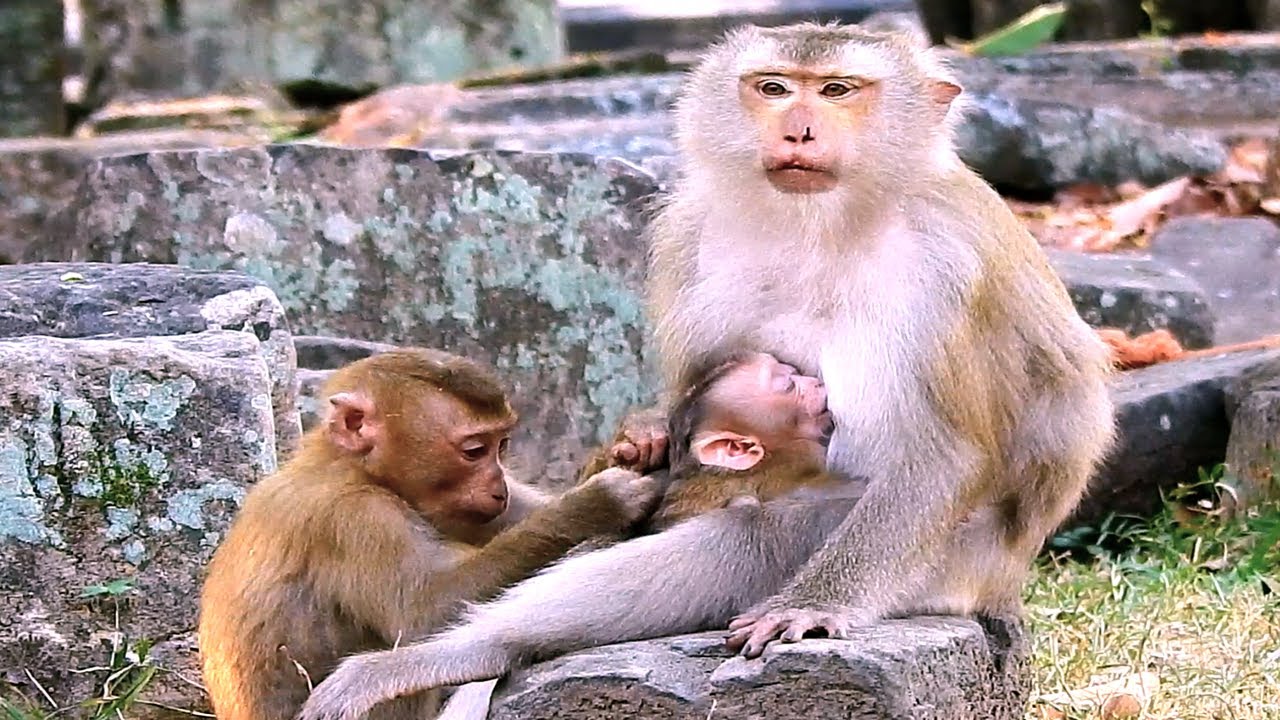 Ooh really good reaction moment of little monkey Angela come closes to ...