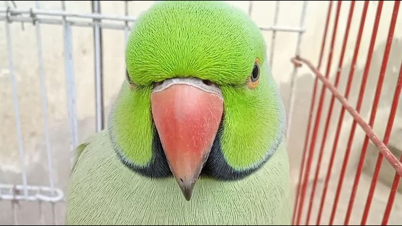Ringneck Talking Parrot with Natural voices - YouTube