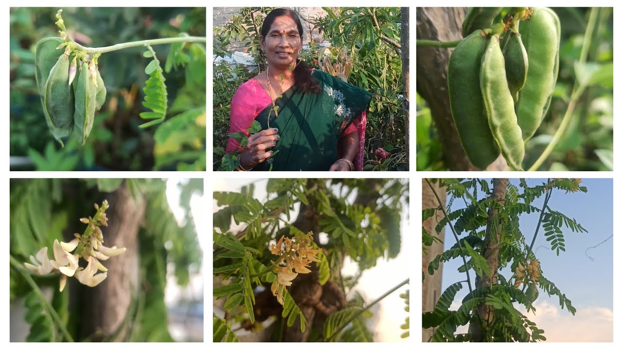 Susheela - Namma terrace Gardenenalli gonchalu gonchalu Hoovu mathu ...