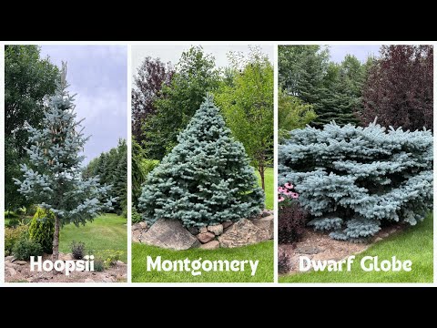 Colorado Blue Spruce: Three Different Looks - Same Great Blue