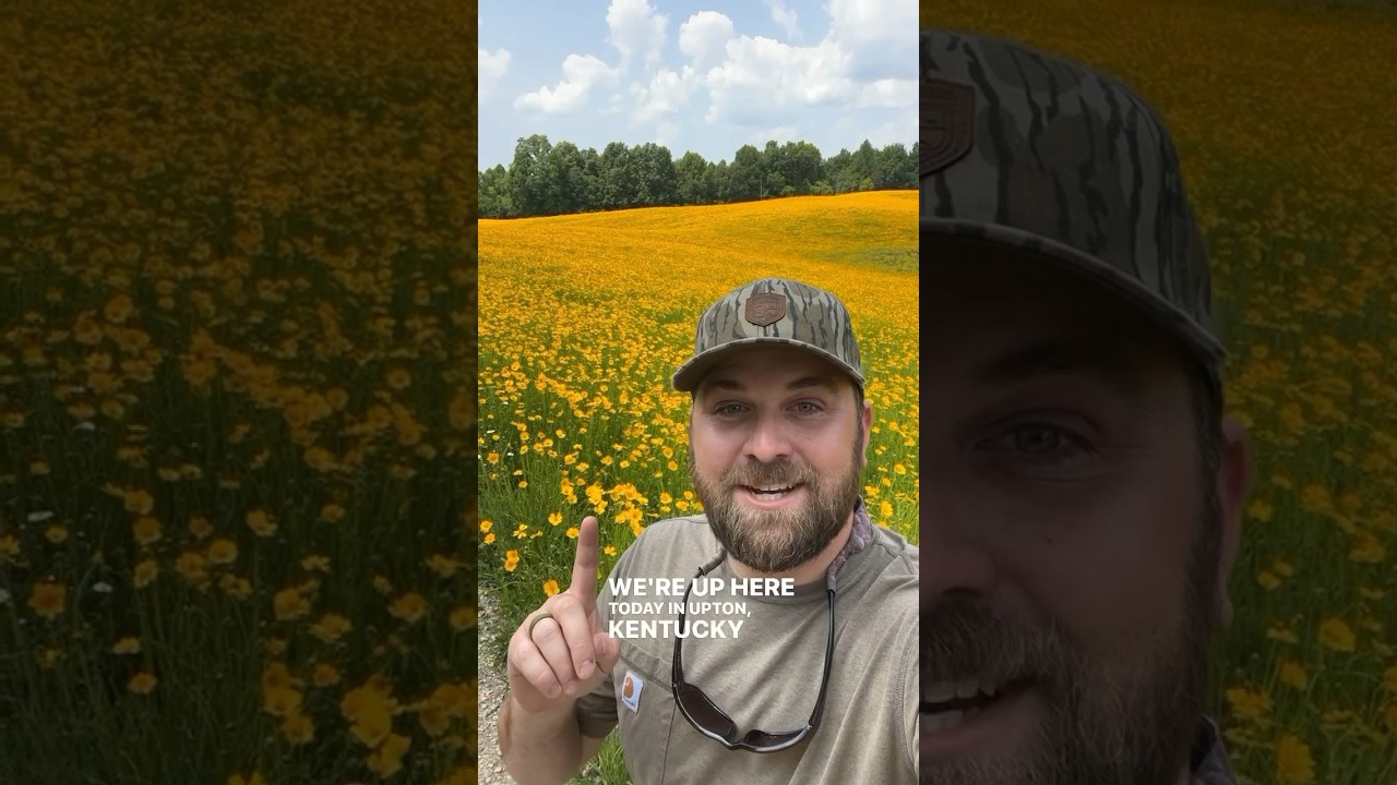 Huge field of Lance-Leaved Coreopsis at Roundstone Native Seed # ...