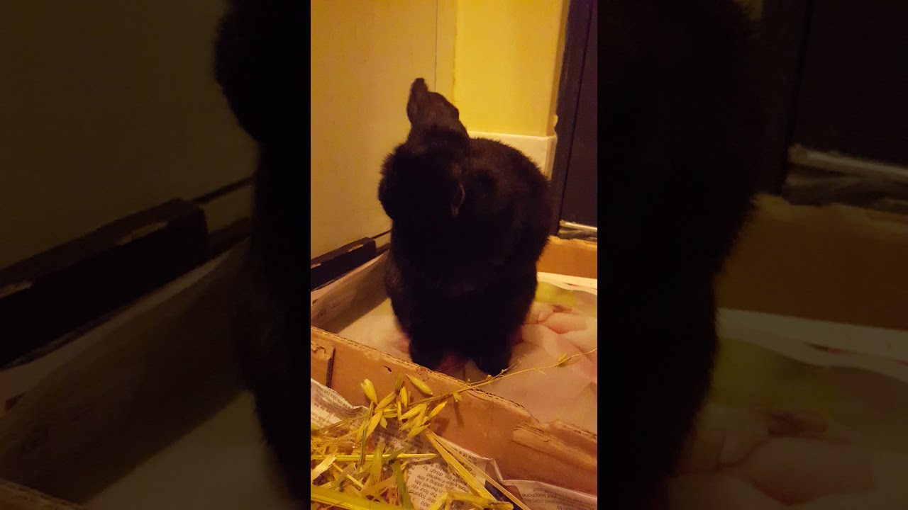 self-grooming rabbit - YouTube