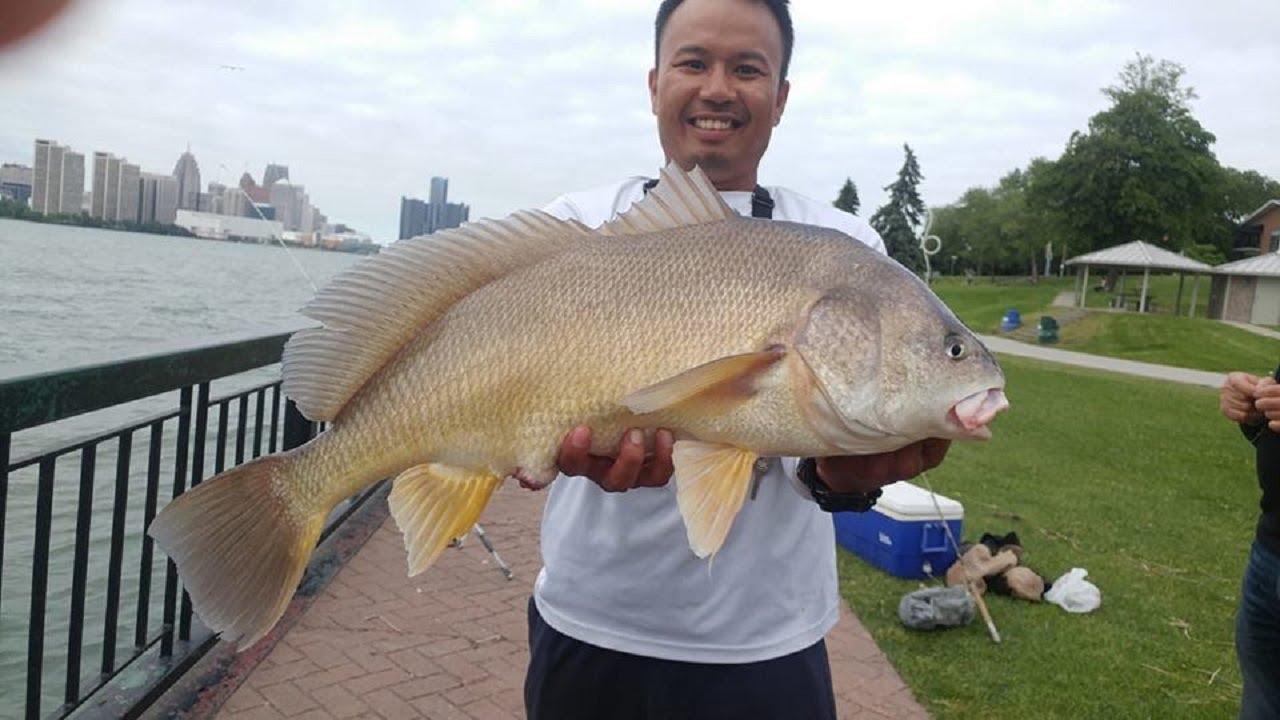 Catching Drum (SHEEPHEAD) In 100 Degree Temps Detroit River Fishing ...