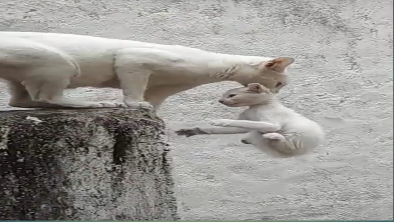 shouting like a mother cat to the sleeping kittens|| see the reaction# ...