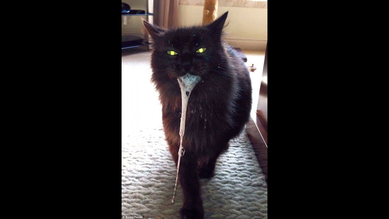 Scared owner trapped in house by possessed cat. - YouTube