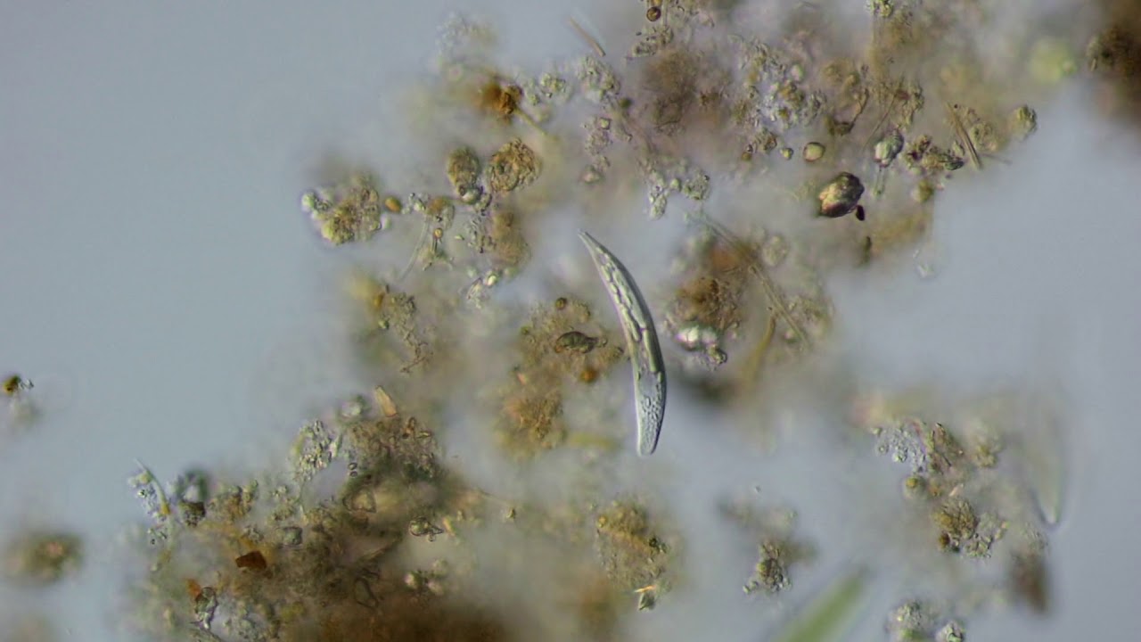 メノイディウム Menoidium sp. - YouTube
