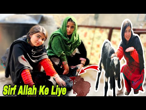 Allah Ki Rah Mein Bakra | Neki Ka Kaam 🤍 Rabia Simple Vlog