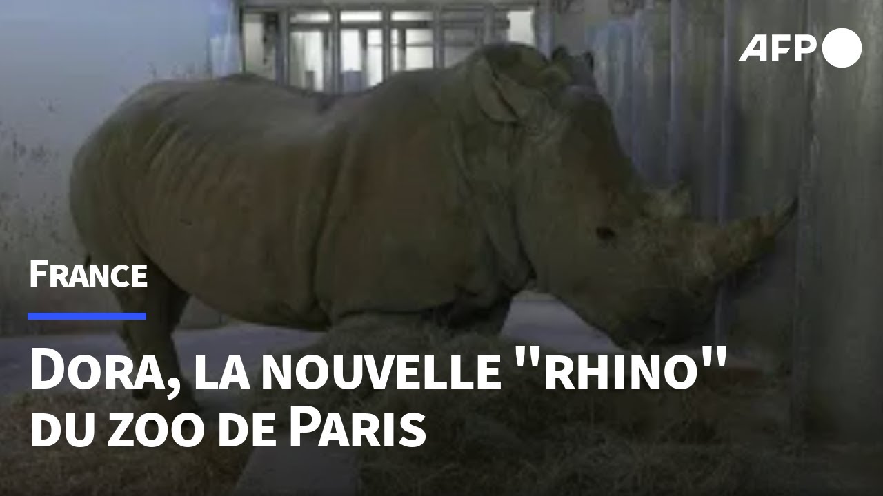 Arrivée de Dora, la nouvelle rhinocéros du Zoo de Paris | AFP - YouTube