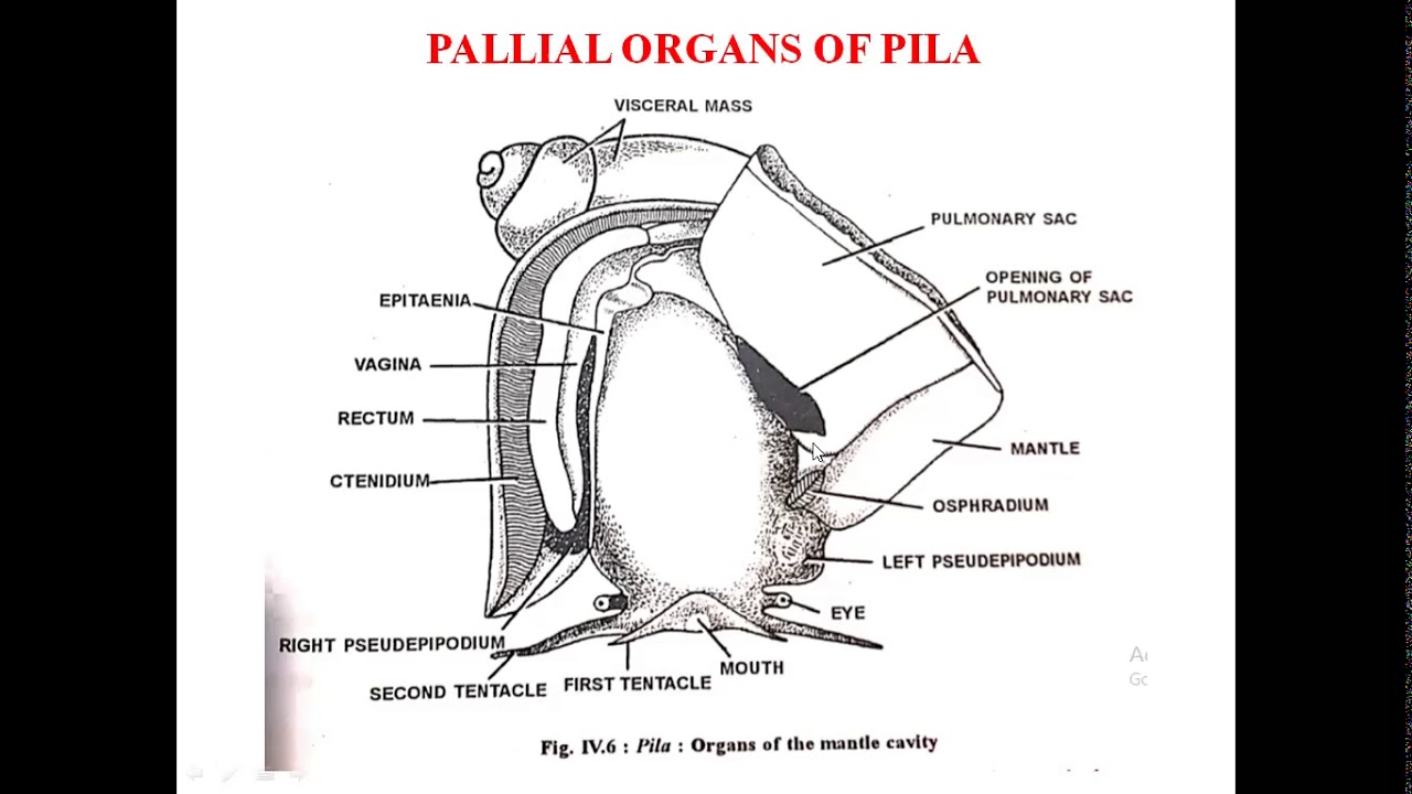 BSc P-2 Practicals Dissection Pila - YouTube