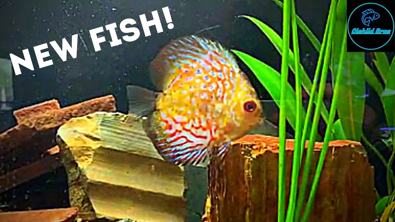 Adding Dither Fish to Aquariums | Old Orchard Aquarium - YouTube