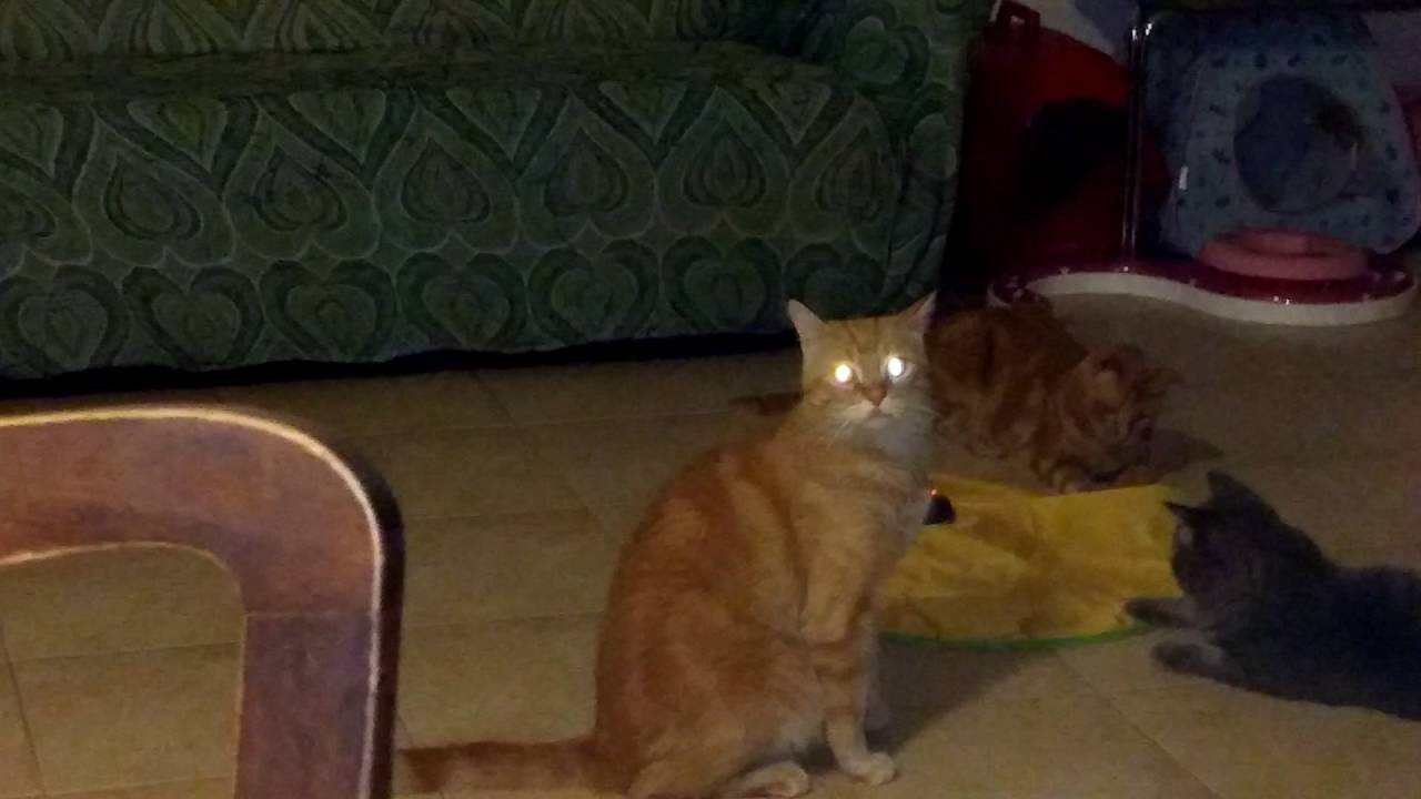Three funny cats 😝 Три весёлых кота - YouTube