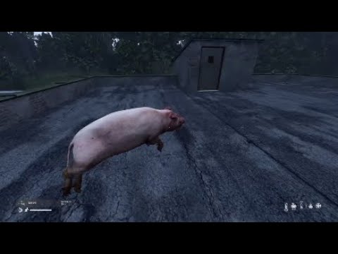 When pigs fly in dayz - YouTube