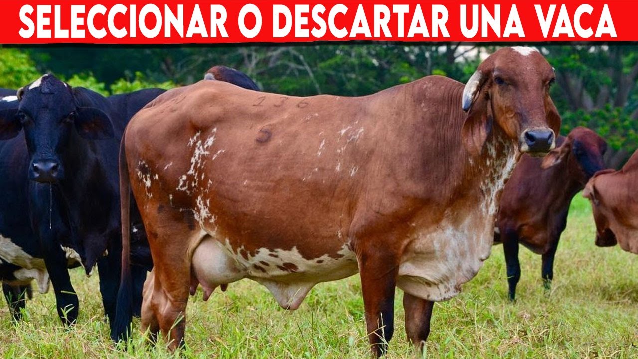 🔴 Seleccionar O Descartar UNA VACA RECEPTORA Vacas Lecheras - YouTube