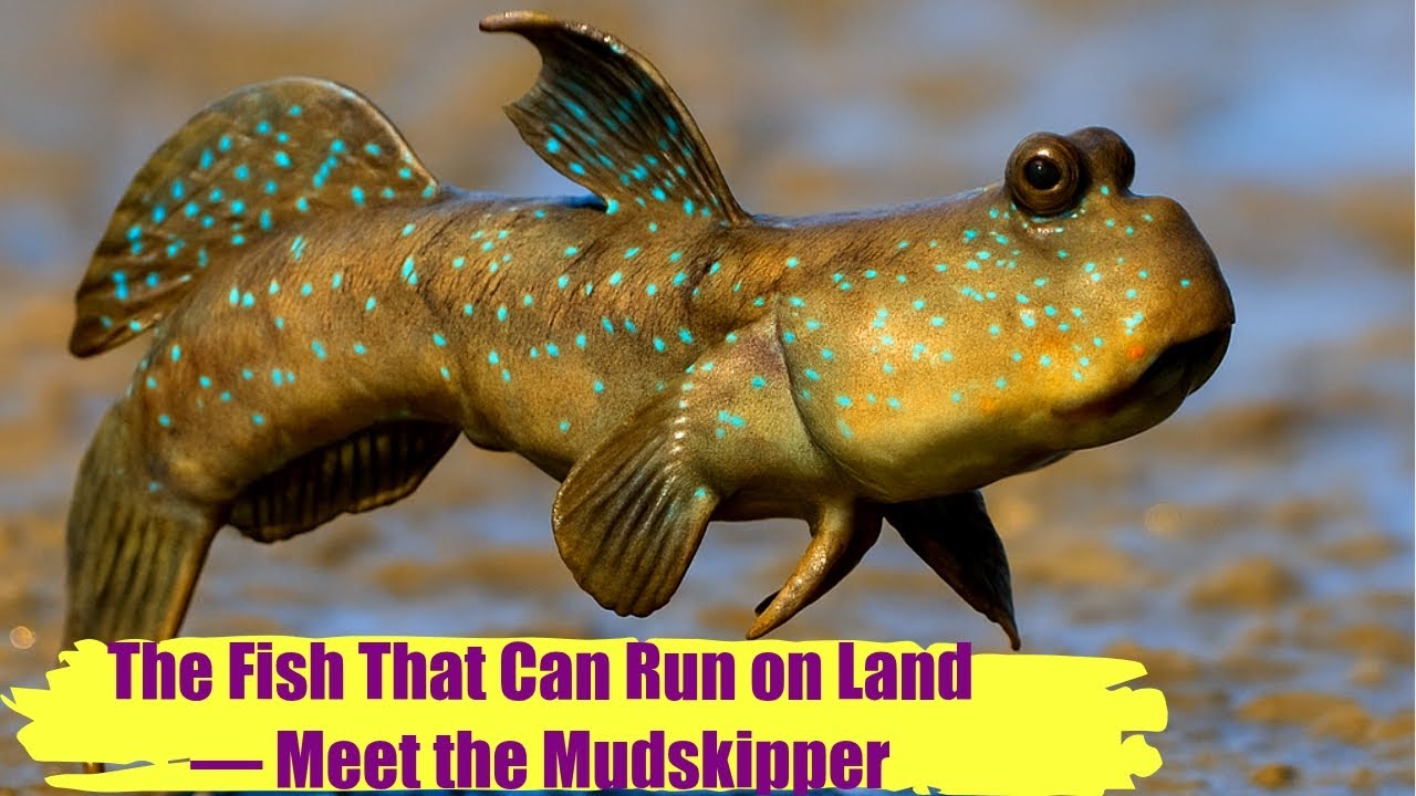 The Fish That Can Run on Land — Meet the Mudskipper - YouTube