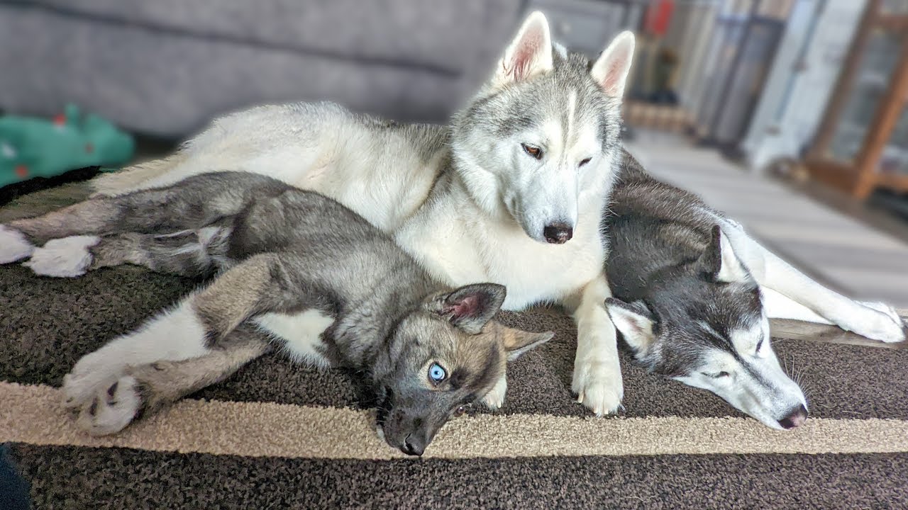 Three Happy Huskies! - YouTube