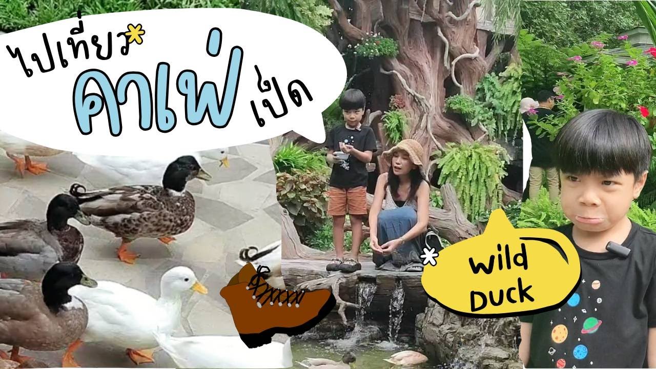 คาเฟ่เป็ด Wild Duck Cafe #คาเฟ่ #มีนบุรี #หนองจอก - YouTube