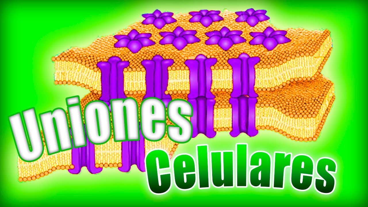 UNIONES CELULARES: desmosomas, hemidesmosomas, selectinas, zonula ...