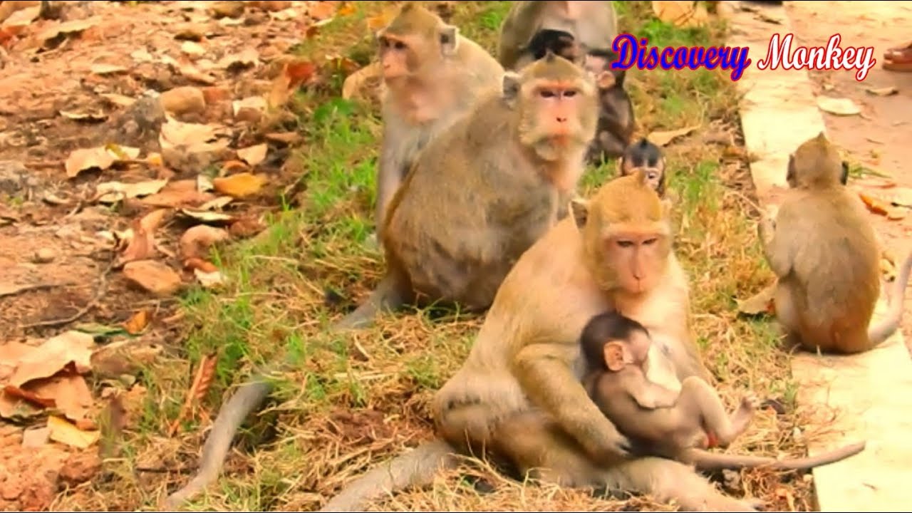 Super glad to see 4 adorable baby monkeys together like Bobby, Billy Jr ...