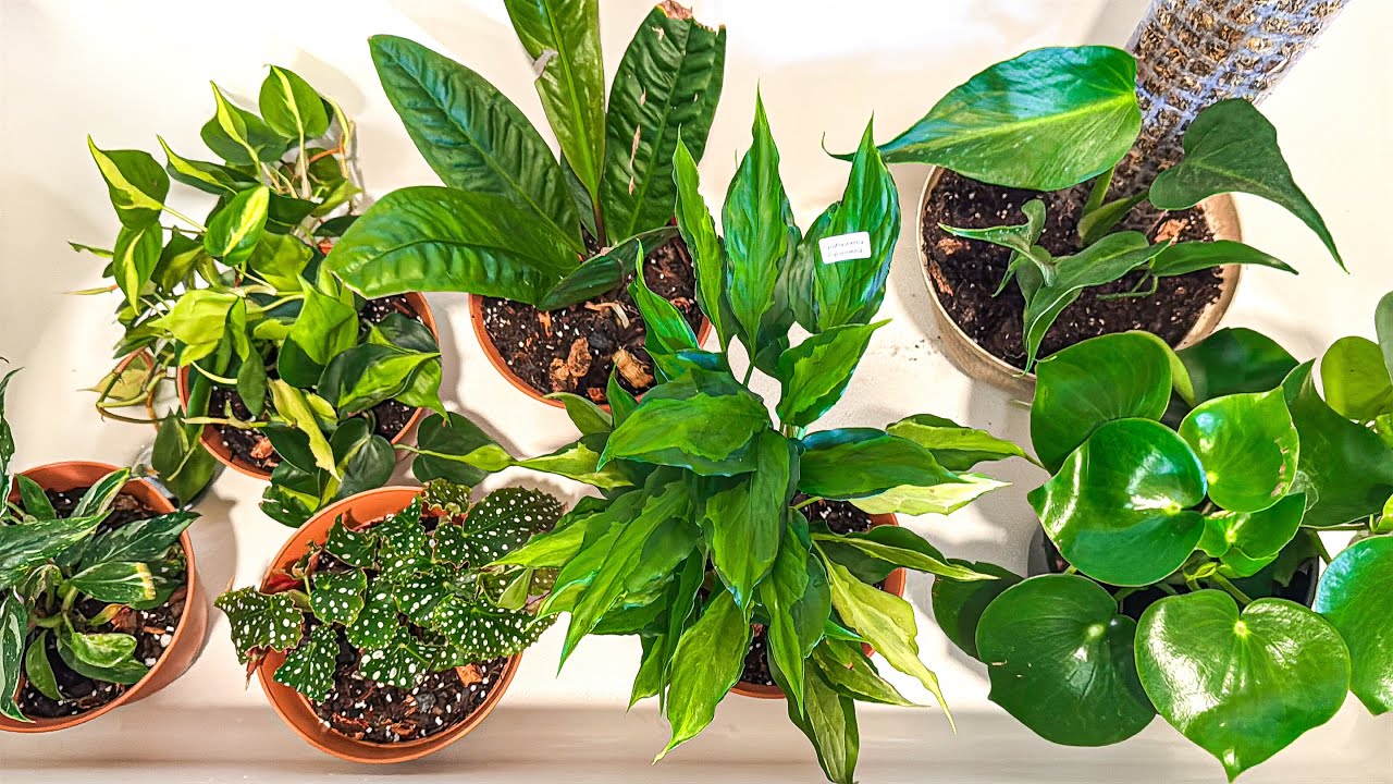 Plant Room New Set Up! Plant Updates & Pest Prevention Care!! 🪴 - YouTube