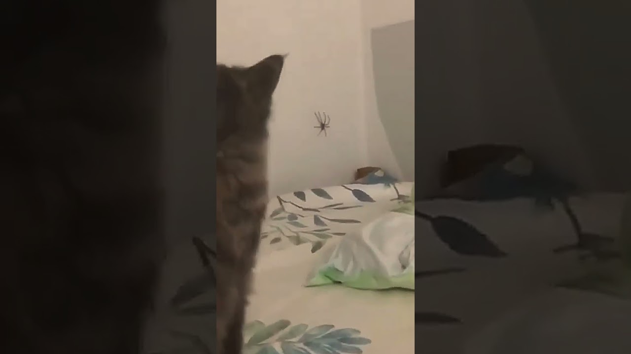 cat vs spider 😻 funny cats 😹 viral clips - YouTube