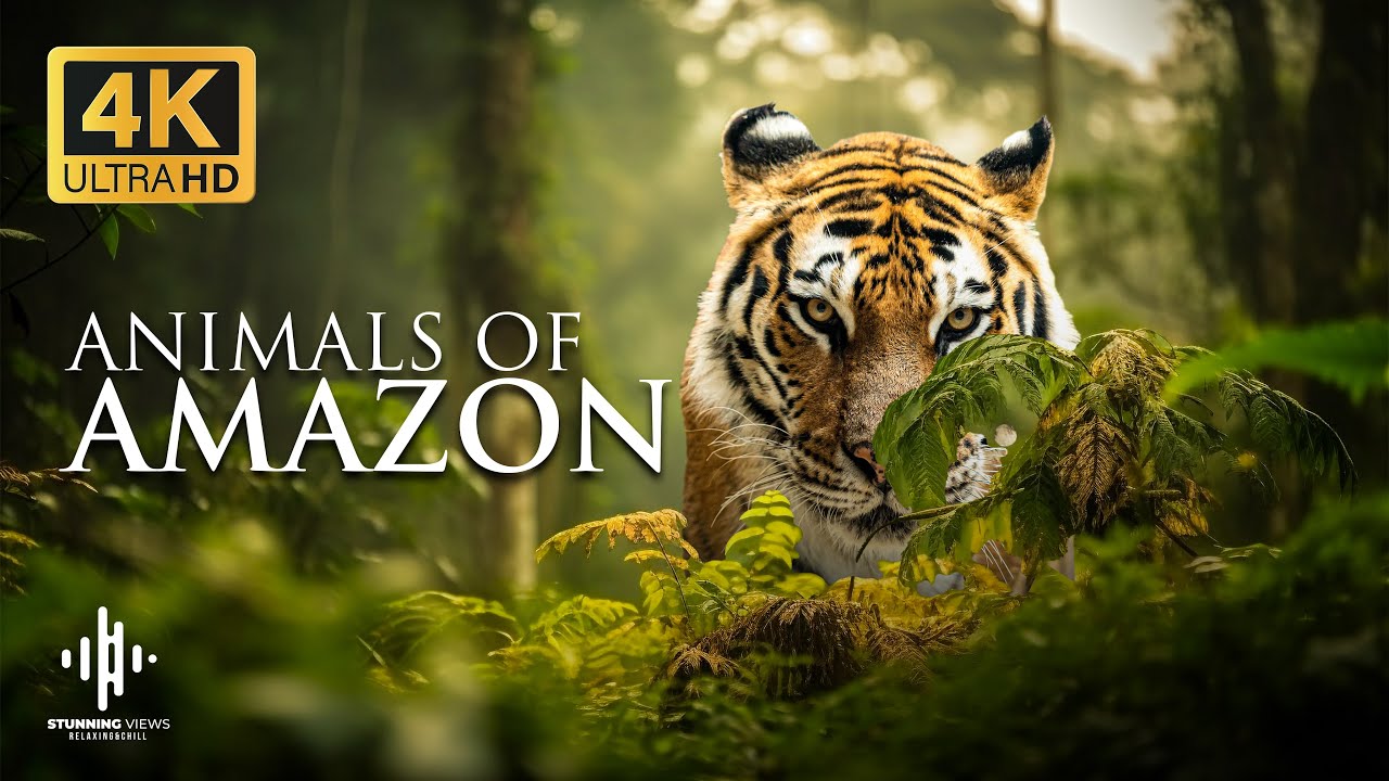 Animals of Amazon 4K - Animals In Nature | Stunning Views Film #amazon ...