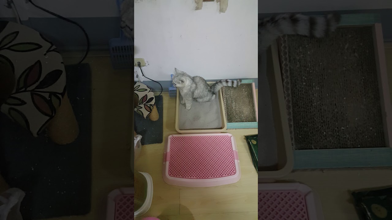 1 2QQ急著跑進去礦砂尿尿 - YouTube