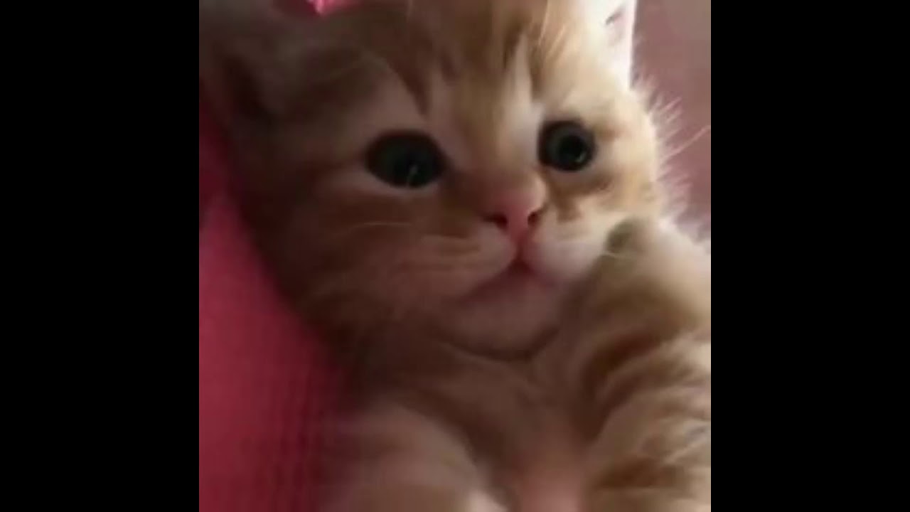 CUENTO EL GATO DESCONFIADO - YouTube