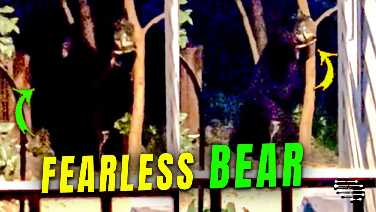 Fearless Bear Enjoys Bird Seed Feast - YouTube