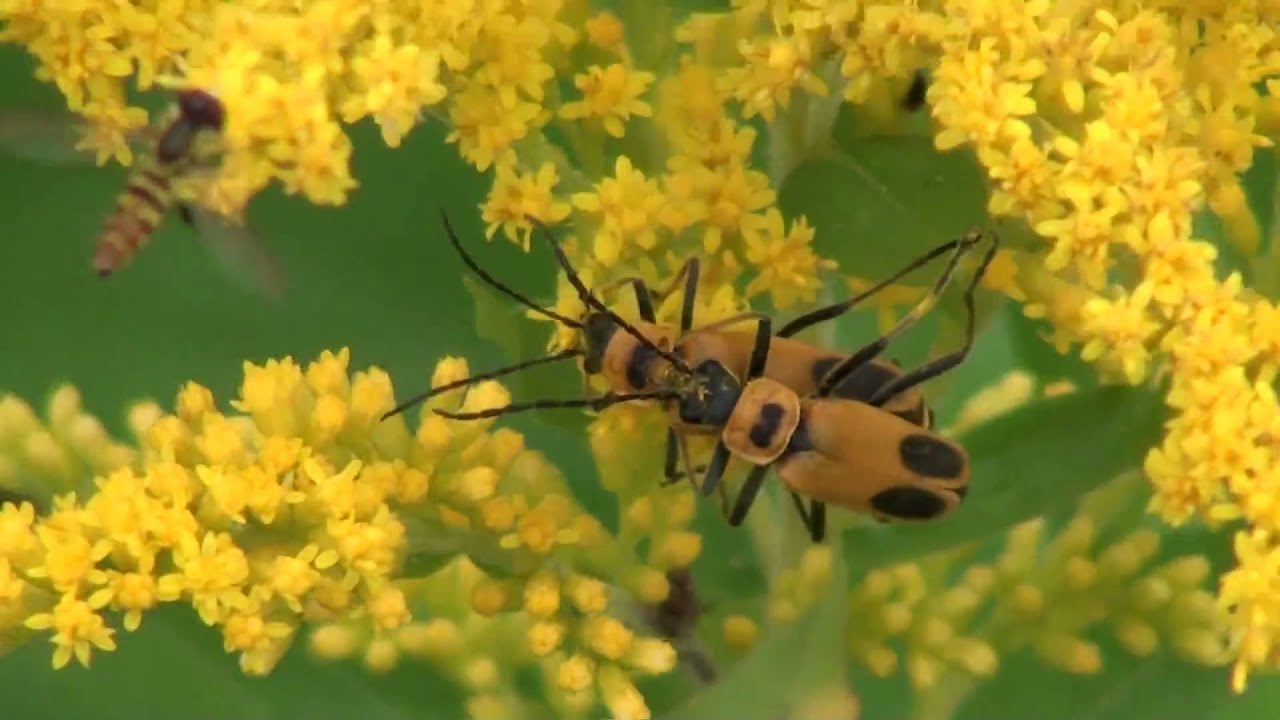 Goldenrod Soldier Beetle (Cantharidae: Chauliognathus pennsylvanicus ...
