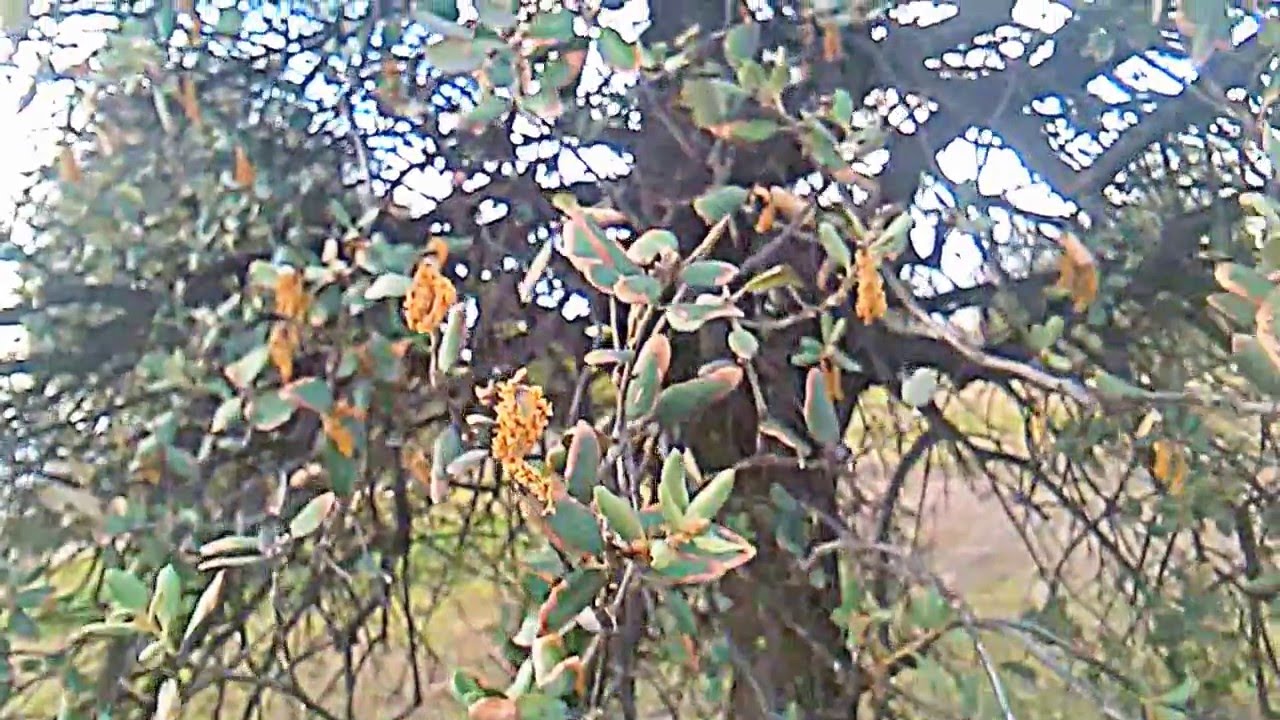 arbol de carrasca - YouTube