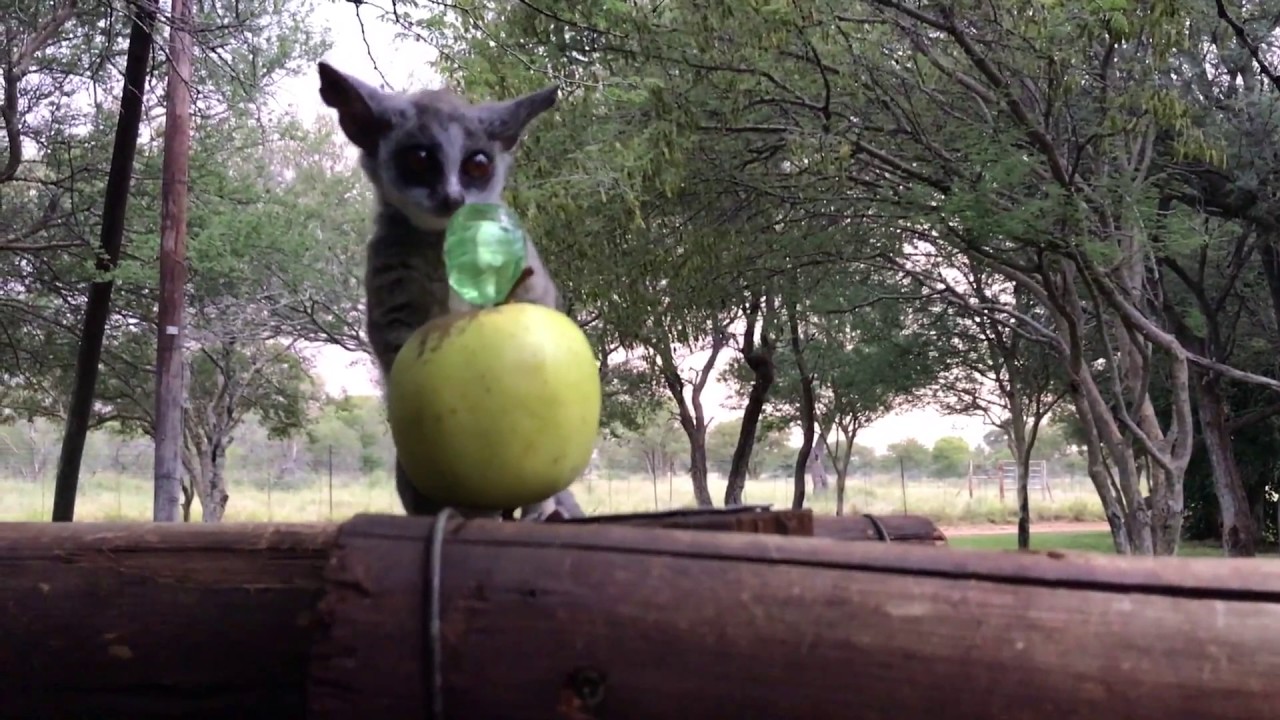 Adorable Bush Babies (Nagapies) visiting our camp - YouTube