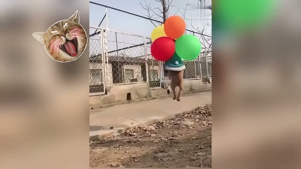 The Funniest Animal Moments You'll Ever See! - YouTube