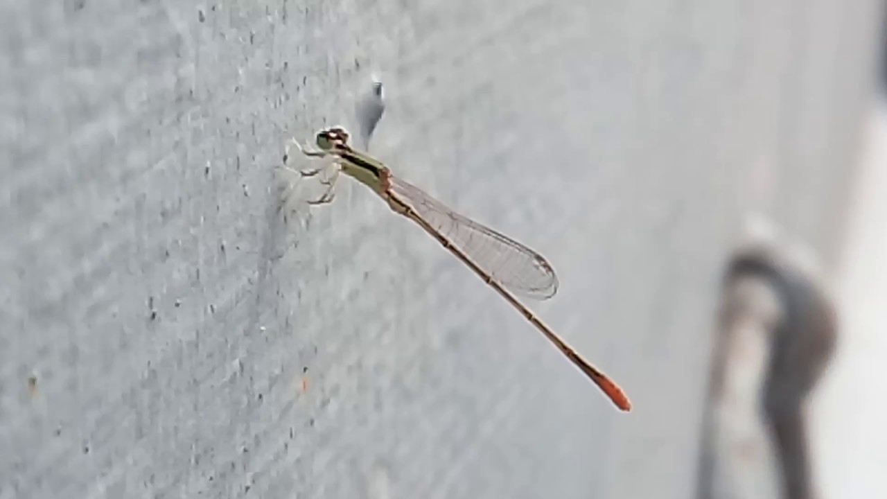 Cute Baby Dragonfly - Domestic Discovery - YouTube