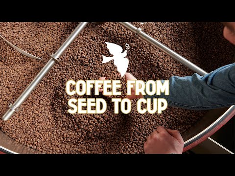 How Coffee is Made from Seed to Cup - YouTube