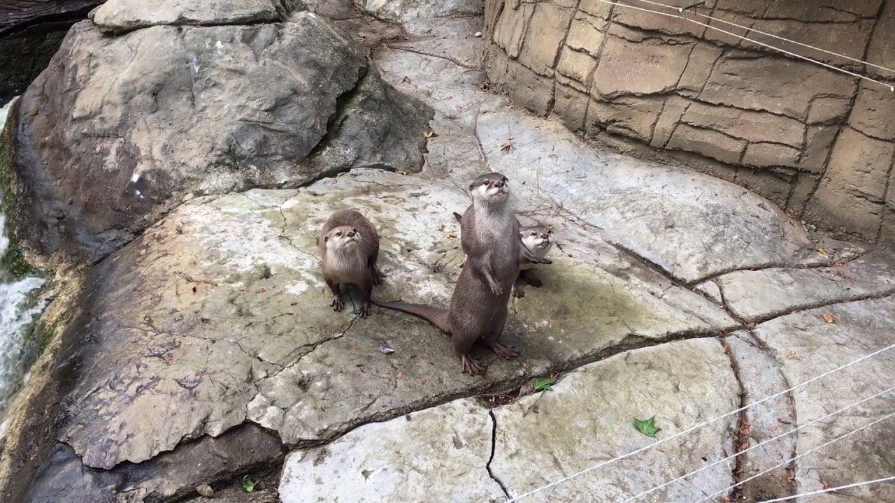 Hungry otters at Canberra zoo screaming out for their lunch (which ...