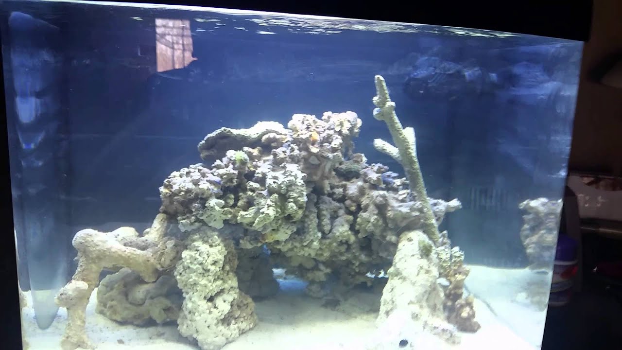 Week 2 of my new biocube 29 - YouTube
