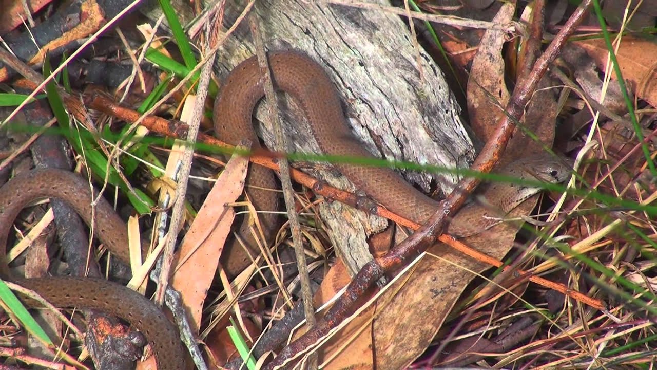 Pygopus lepidopodus - YouTube