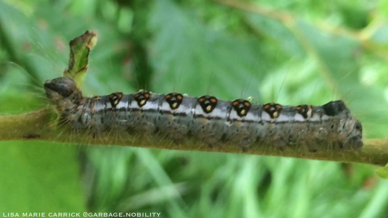 Interrupted Dagger Moth Caterpillar - Acronicta interrupta - YouTube