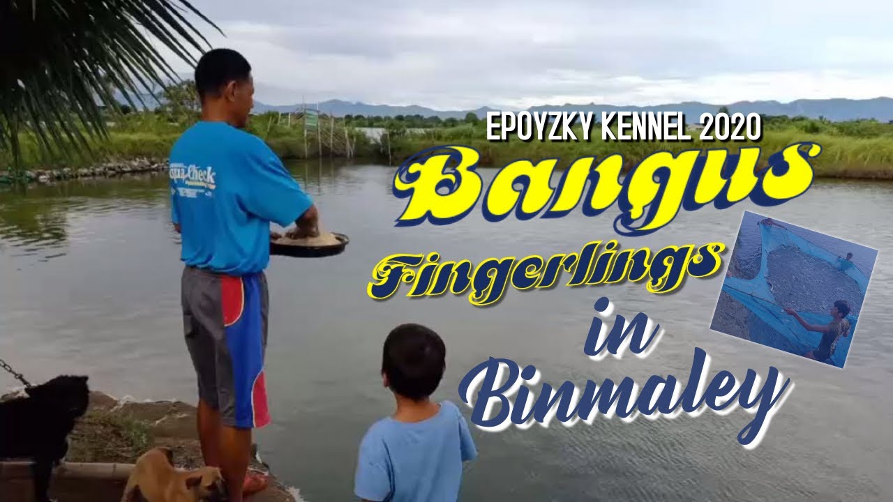 Feeding bangus fingerlings in Binmaley - YouTube