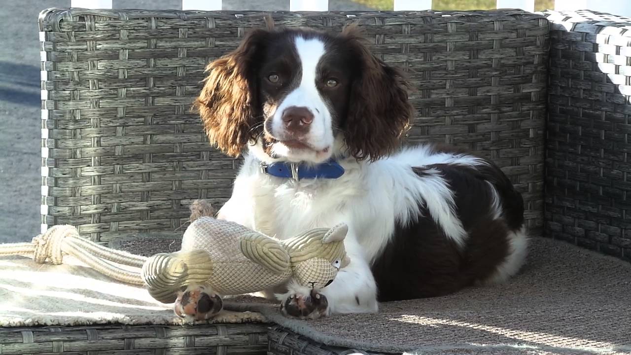 Rogers new Teddy - YouTube