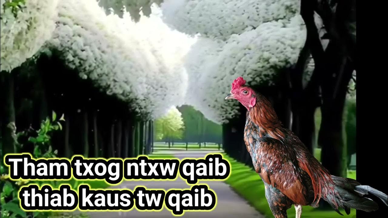 Ntxw qaib vs kaus tw qaib zoo thiab tsis zoo li cas zaj no muaj lus teb #hmoobmuasfarm - YouTube