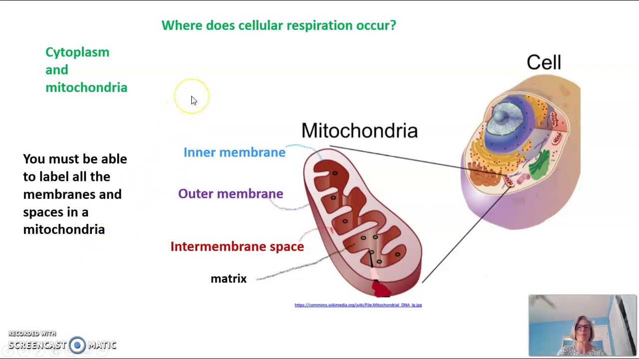 Introduction to cellular respiration - YouTube