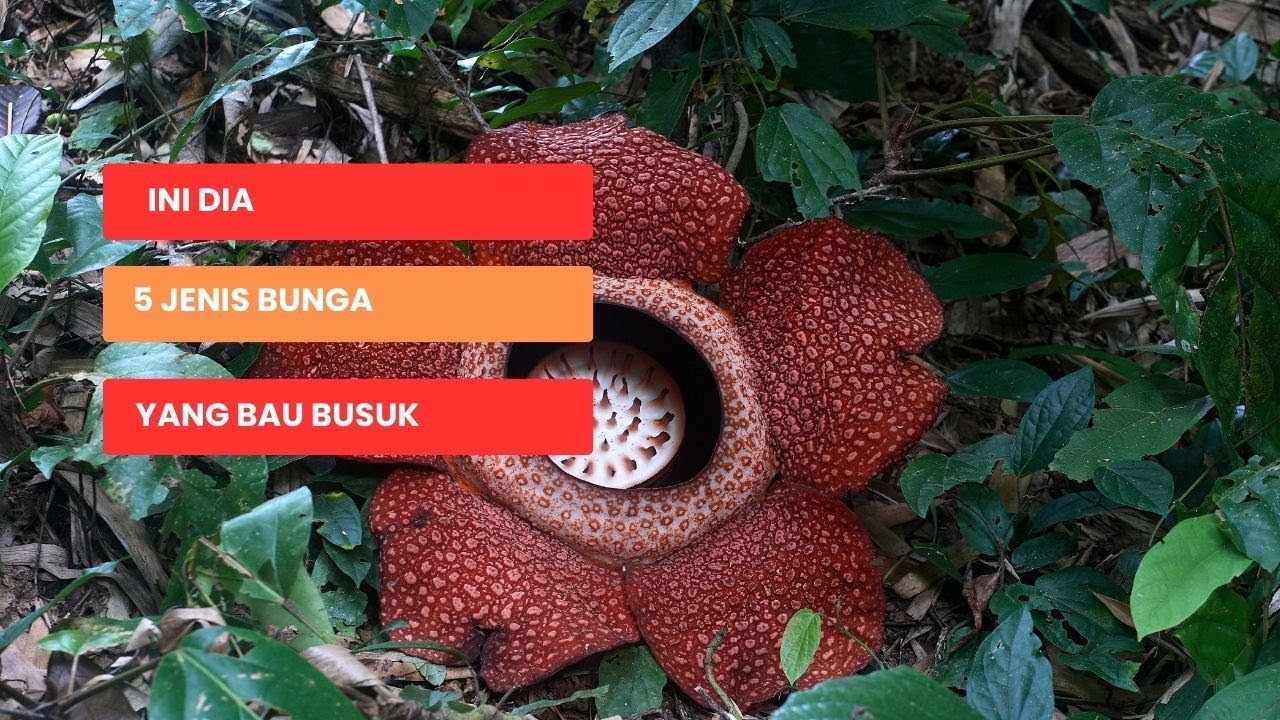 5 jenis bunga yang bau busuk - YouTube
