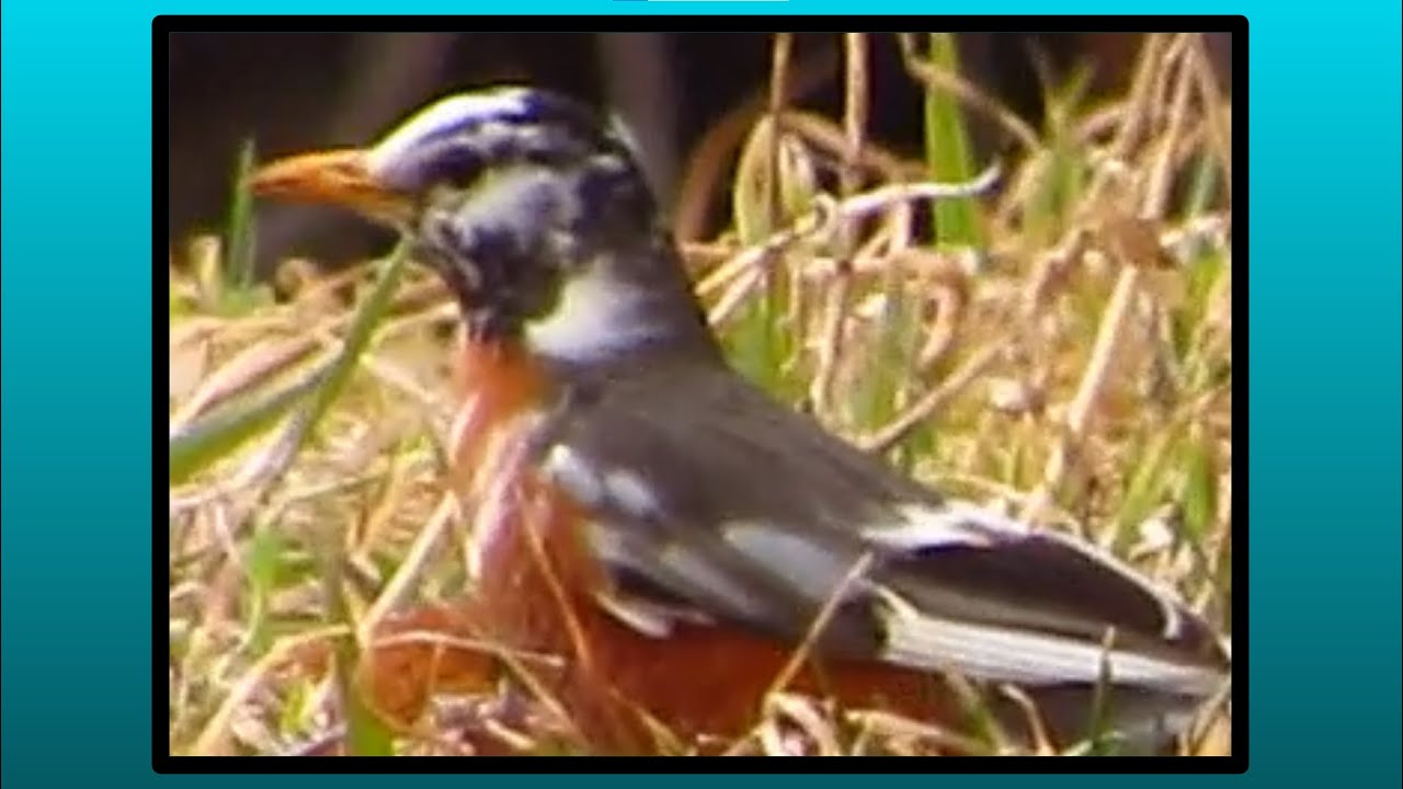 Finding a Piebald Robin While Looking for a Barnacle Goose - Birding ...