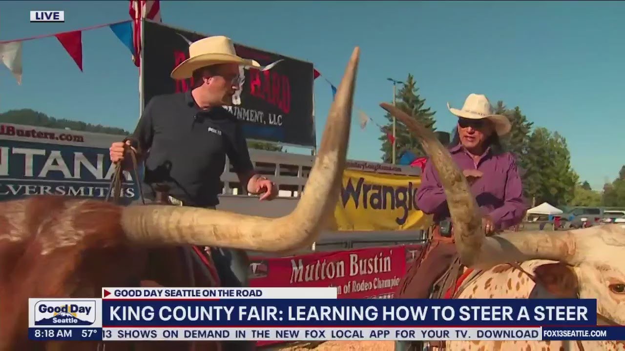 King County Fair: Learning how to steer a steer - YouTube