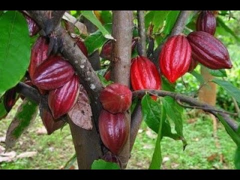 කොකෝවා | cocowa - YouTube