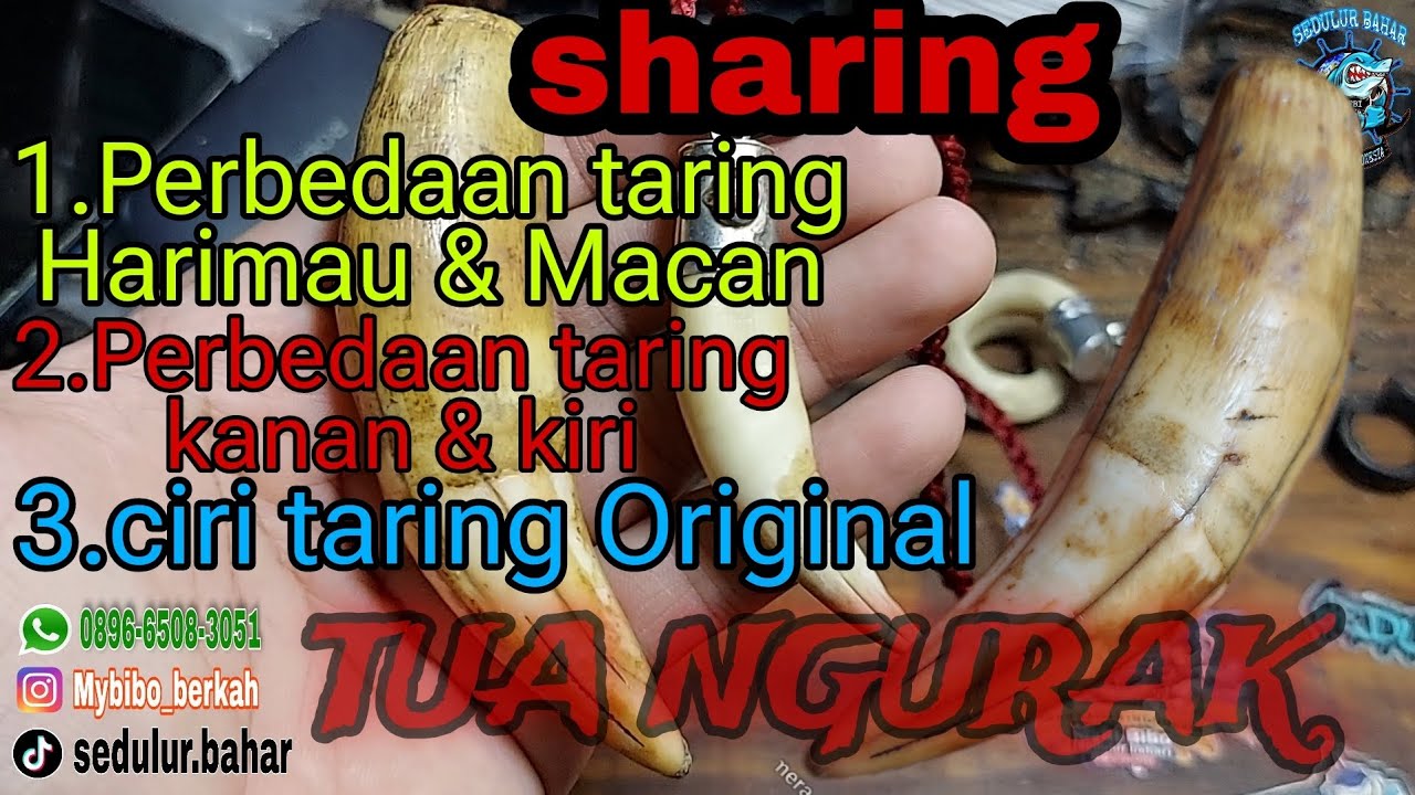 Taring Harimau dan Macan Tua nGurak - YouTube