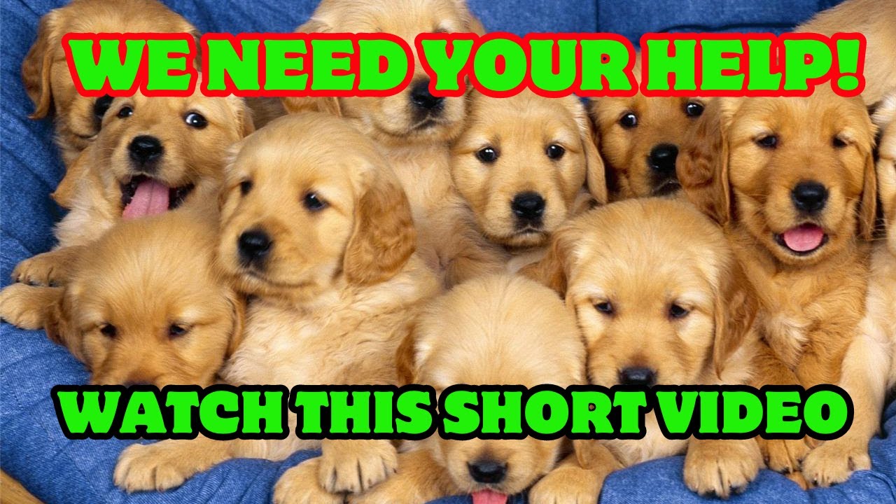 Watch A Few Short Videos And Save A Lot Of Dogs! That Simple! - YouTube